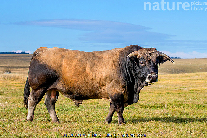 Stock photo of Aubrac bull in meadow, France. Available for sale on www ...