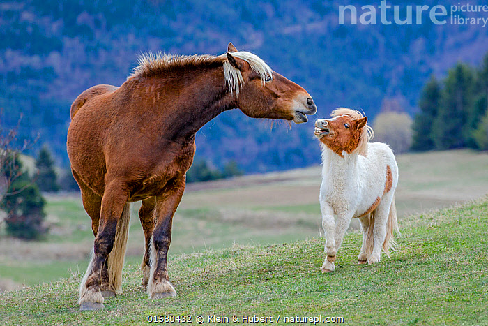Stock photo of Comtois draft horse playing with Shetland pony in ...
