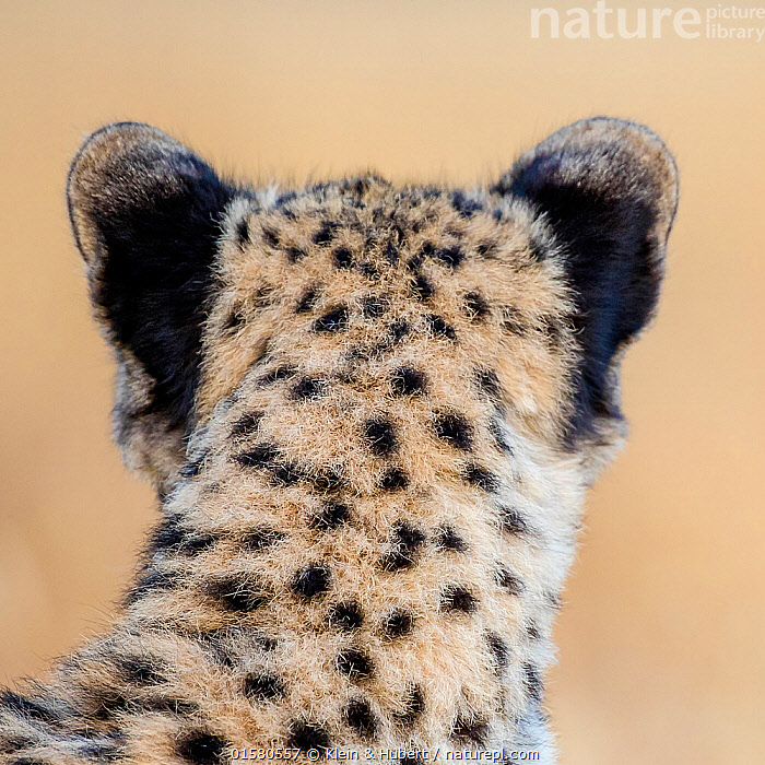 Stock photo of Cheetah (Acinonyx jubatus) rear view of ears, South ...