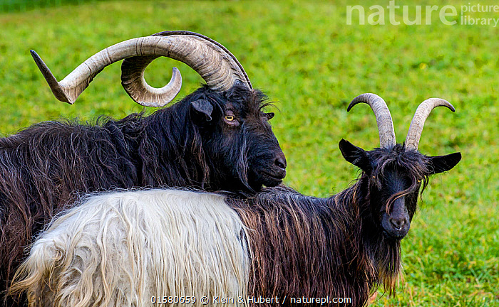 Stock photo of Two Valais blackneck goats, Switzerland.. Available for ...