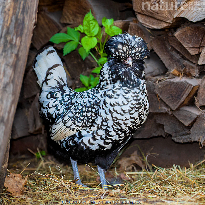 Stock photo of Padovana Hen in coop, France. Available for sale on www ...