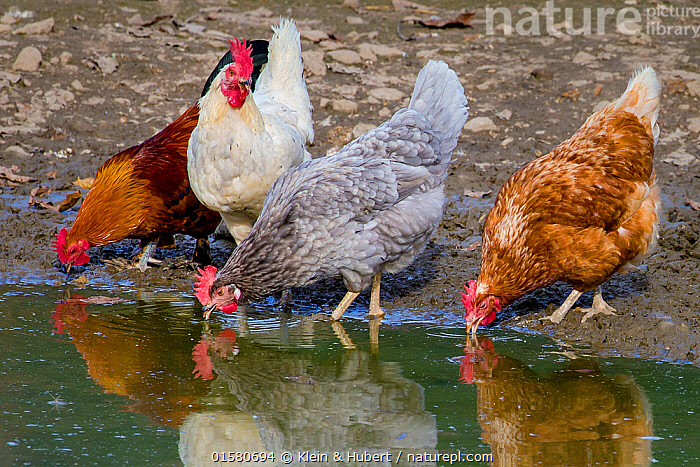 Stock photo of Rooster and hens drinking from pond, Germany. Available ...