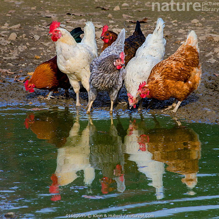 Stock photo of Rooster and hens drinking from pond, Germany. Available ...
