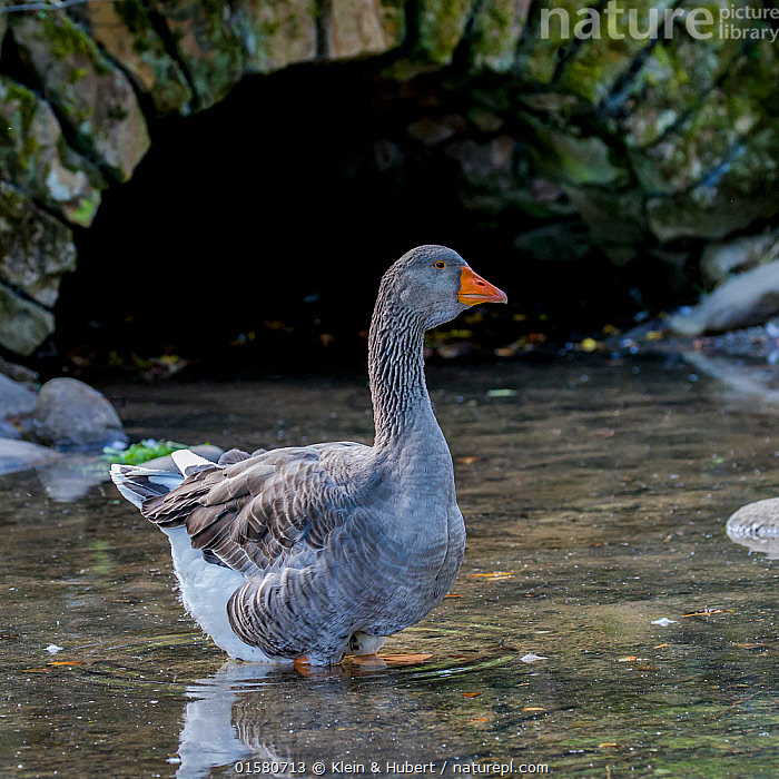 Stock photo of Domestic Pomeranian goose in a stream, Germany ...