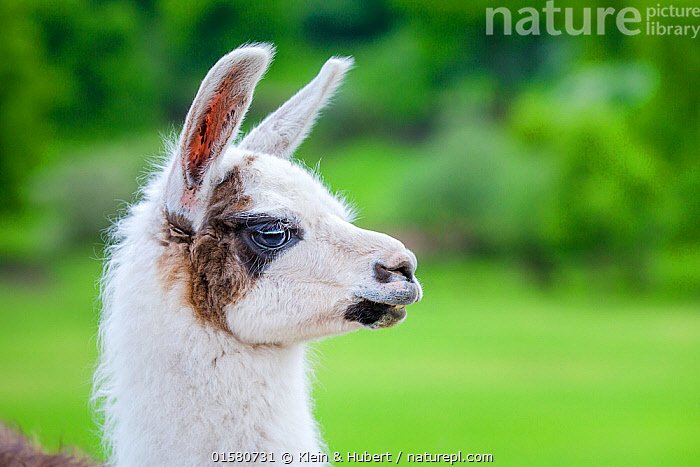 Stock photo of Portrait of a juvenile domesticated Llama, Germany ...