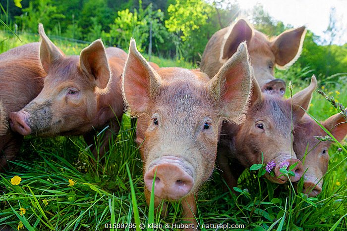 Stock photo of Domestic Tamworth piglets in meadow, Germany. Available ...