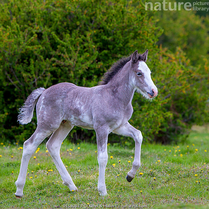 Stock photo of Semi-wild Criollo foal, Patagonia, Argentina.. Available ...