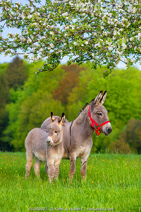 Stock photo of Domestic donkey jenny and her foal age two months ...