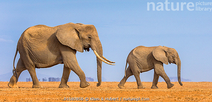 Female African Elephant