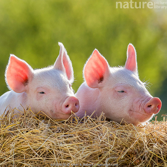 Stock photo of Piglets, age two weeks, lying on hay in spring. France ...
