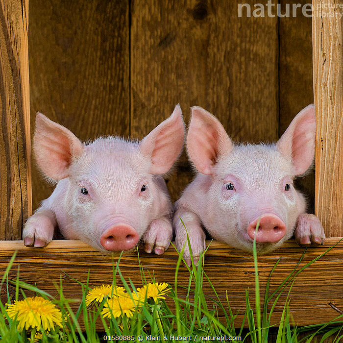 Stock photo of Two piglets age two weeks in a sty in spring, France ...