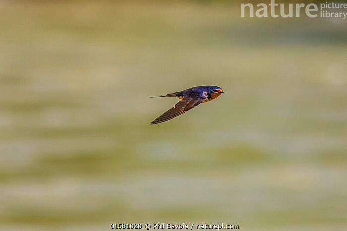Stock photo of American barn swallow (Hirundo rustica erythrogaster) in ...