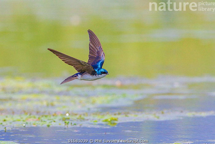 Stock photo of Tree swallow (Tachycineta bicolor) in fight over the ...