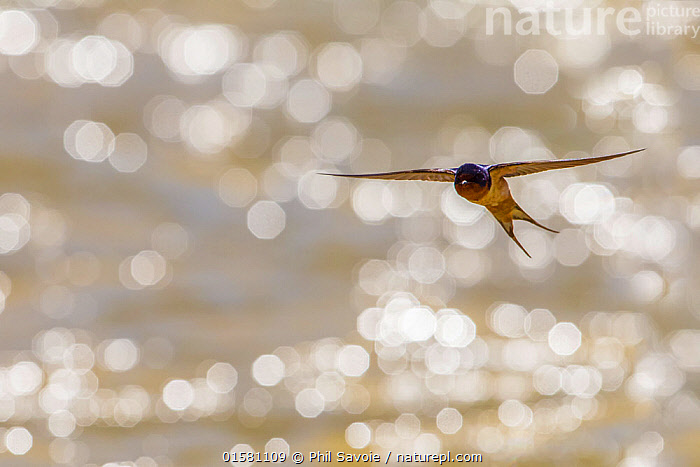 Stock photo of American barn swallow (Hirundo rustica erythrogaster) in ...