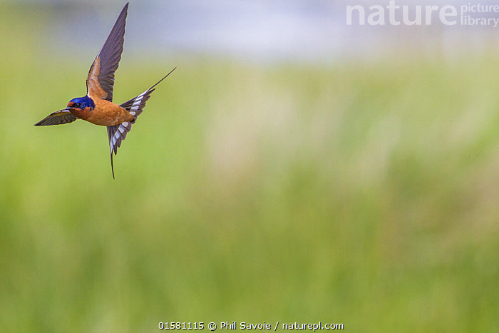 Stock photo of American barn swallow (Hirundo rustica erythrogaster) in ...