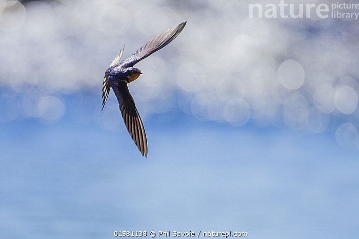 Stock photo of American barn swallow (Hirundo rustica erythrogaster) in ...