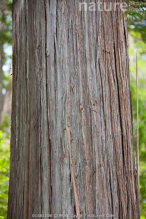 Stock photo of Trunk of Alerce tree (Fitzroya cupressoides). Los ...