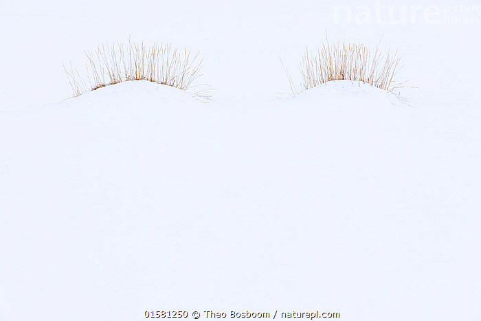 Stock photo of Eyelash shaped tufts of grass in snow on beach ...