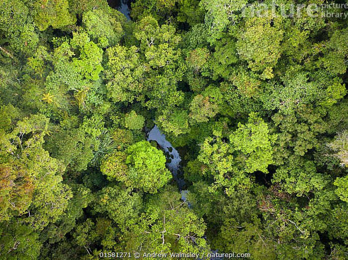 Stock photo of Batang Toru forests, North Sumatra, Indonesia. This ...