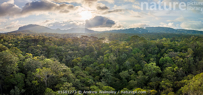 Stock photo of Batang Toru forests, North Sumatra, Indonesia. This ...