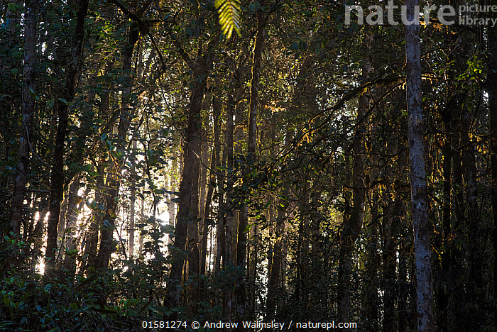 Stock photo of Batang Toru forests, North Sumatra, Indonesia. This ...