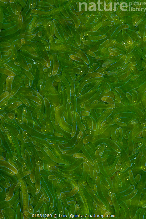 Stock photo of Mint-sauce worms (Symsagittifera roscoffensis ...