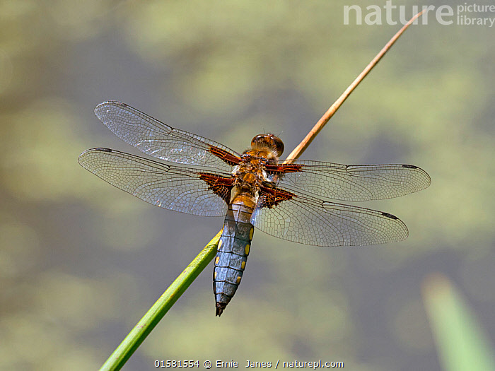 Stock photo of Broad-bodied chaser (Libellula depressa) male resting ...