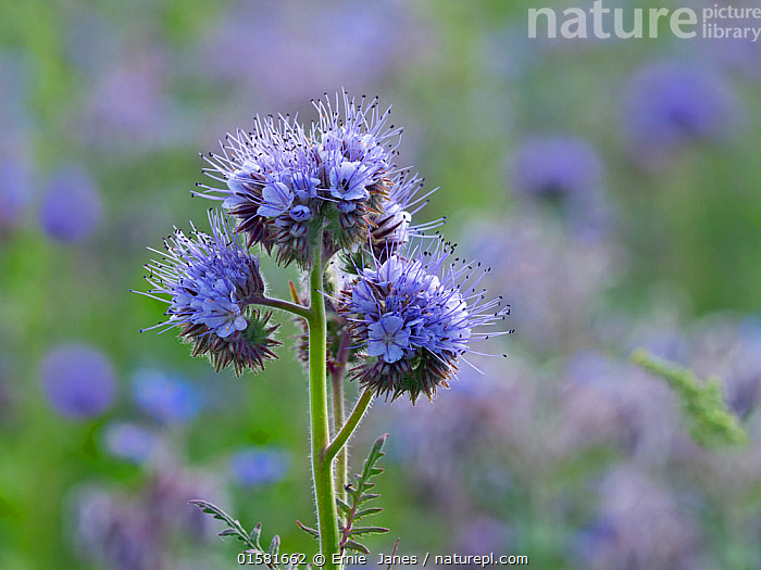 Stock photo of Lacy phacelia (Phacelia tanacetifolia) Cley, Norfolk ...
