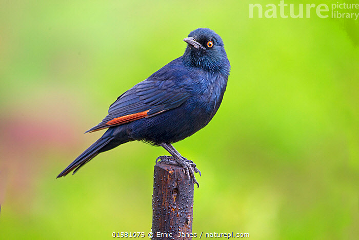 Redwinged Starling Onychognathus Morio