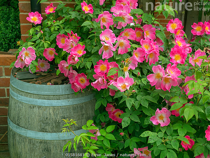 Stock photo of Garden Rose (Rosa gallica) 'Complicata' and garden water ...