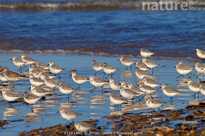 Stock photo of Sanderlings (Calidris alba) feeding on beach, Norfolk ...
