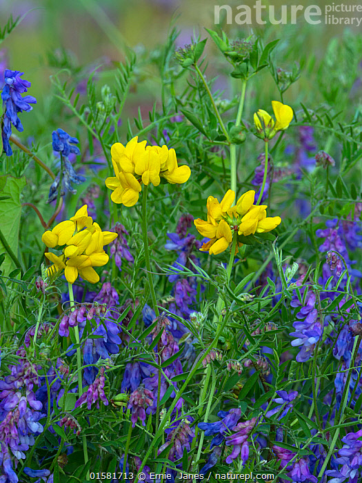 Stock photo of Tufted vetch (Vicia cracca) and Meadow vetchling ...