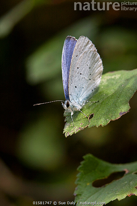Stock photo of Holly blue butterfly (Celastrina argiolus), Sark ...