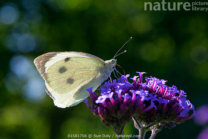 Stock photo of Large white butterfly (Pieris brassicae), Sark, British ...