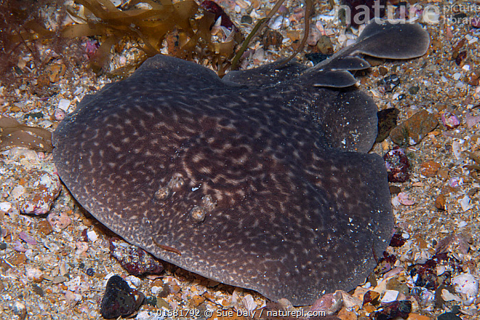 Stock photo of Marbled electric ray (Torpedo marmorata) Les Ecrehous ...
