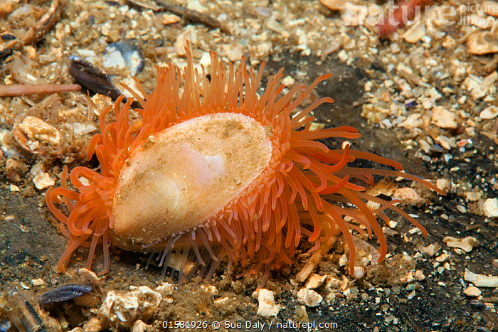 Stock photo of Flame shell (Limaria hians) Trondheimsfjord, Norway ...