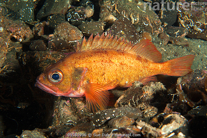 Stock photo of Rockfish (Sebastes norvegicus) Trondheimsfjord, Norway ...