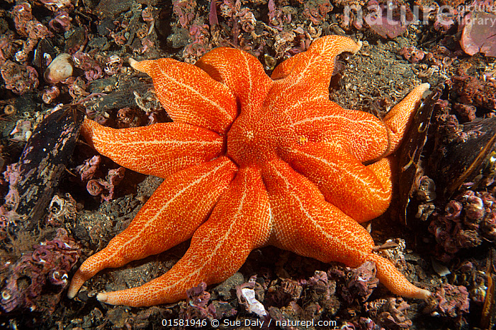 Stock photo of Purple sunstar (Solaster endeca), Trondheimsfjord ...