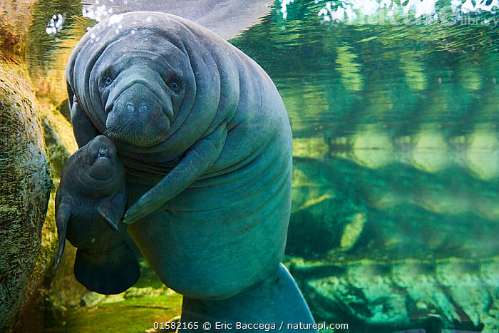 Stock photo of Caribbean manatee or West Indian manatee (Trichechus ...