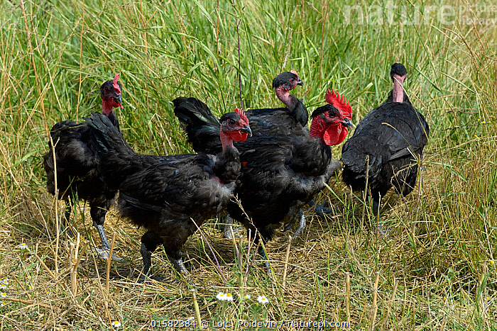 Stock photo of Black Chickens of Challans, rooster with four hens ...