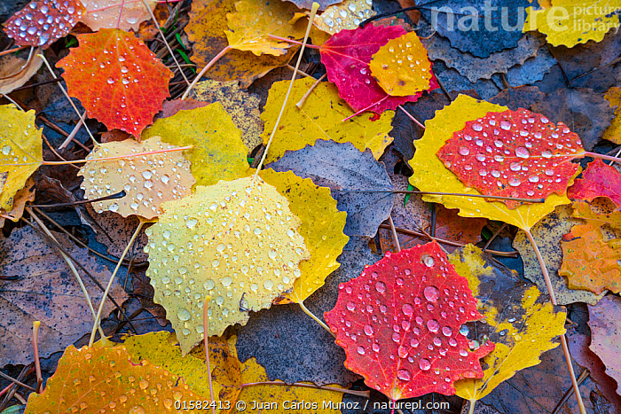 Stock photo of Leaves of a Common aspen tree (Populus tremula) on ...