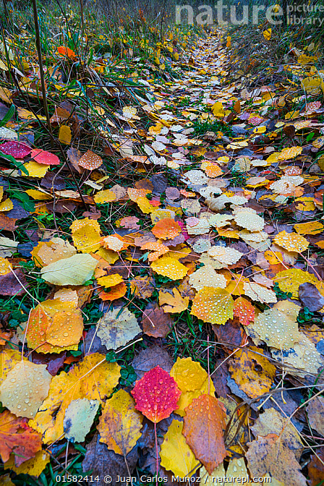 Stock photo of Leaves of a Common aspen tree (Populus tremula) on a ...