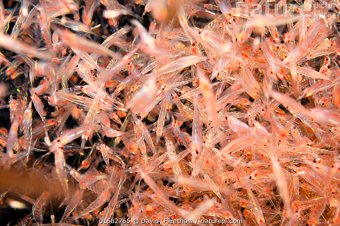 Stock photo of Large group of Mysid shrimp (Mysidaceae) attracted to ...