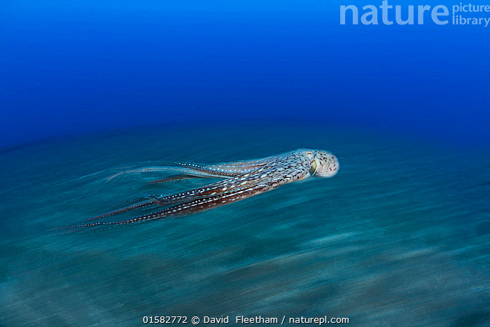 Stock photo of Day octopus (Octopus cyanea) jetting in mid-water over a ...