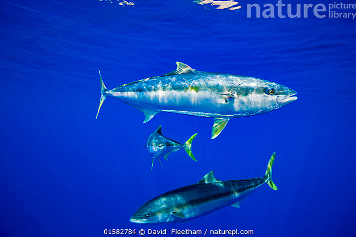 Stock photo of California yellowtail (Seriola lalandi dorsalis ...