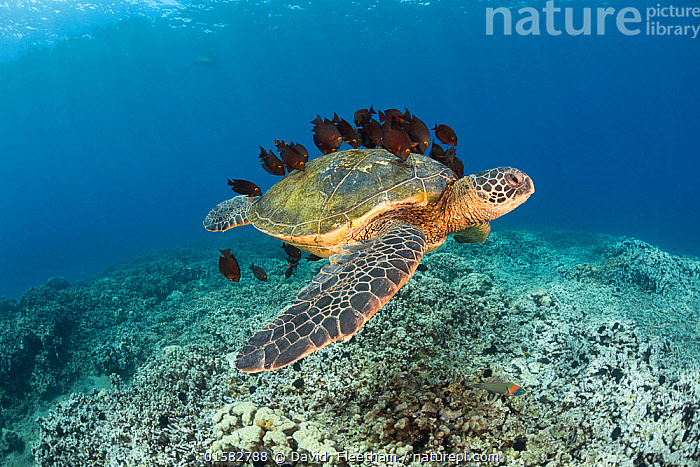 Stock photo of Green sea turtle (Chelonia mydas) with shell cleaned by ...