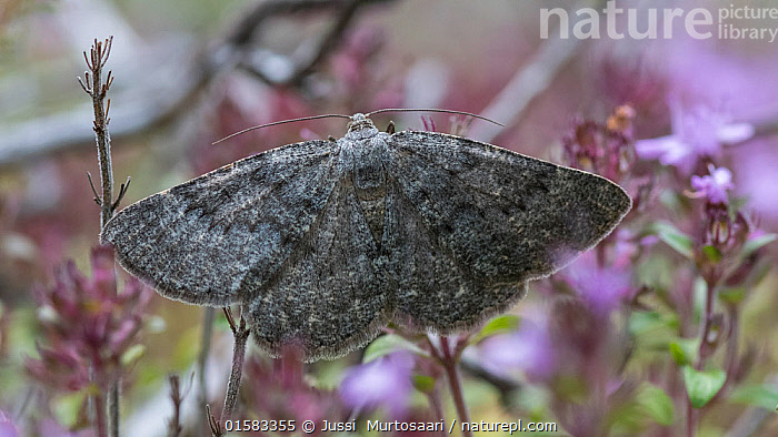 Stock photo of Scottish annulet moth (Gnophos obfuscata) Finland, July ...
