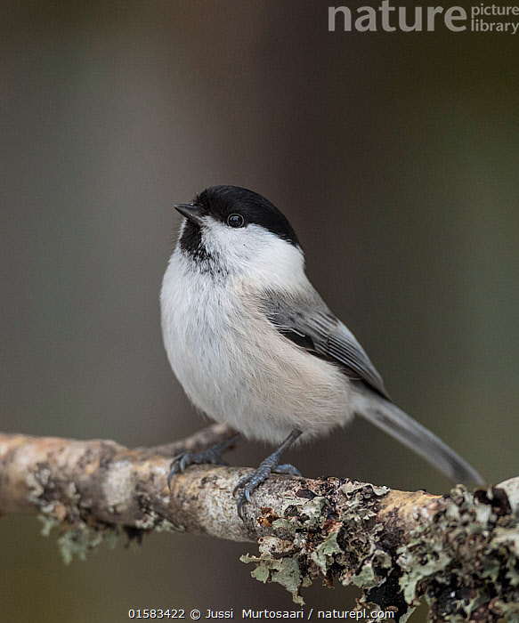 Stock photo of Willow tit (Parus montanus) perched, Finland, February ...