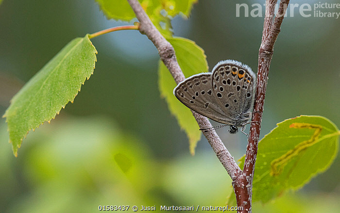 Stock photo of Cranberry blue butterfly (Plebeius optilete), male ...