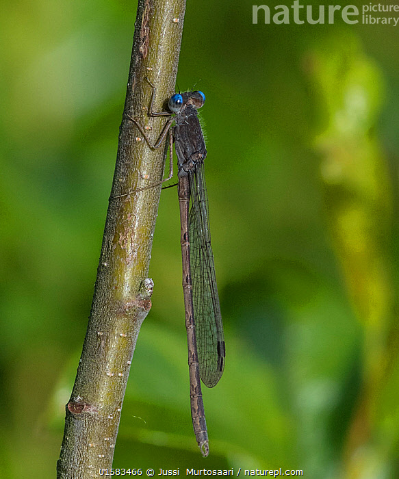 Stock photo of Siberian winter damselfly (Sympecma paedisca) male ...